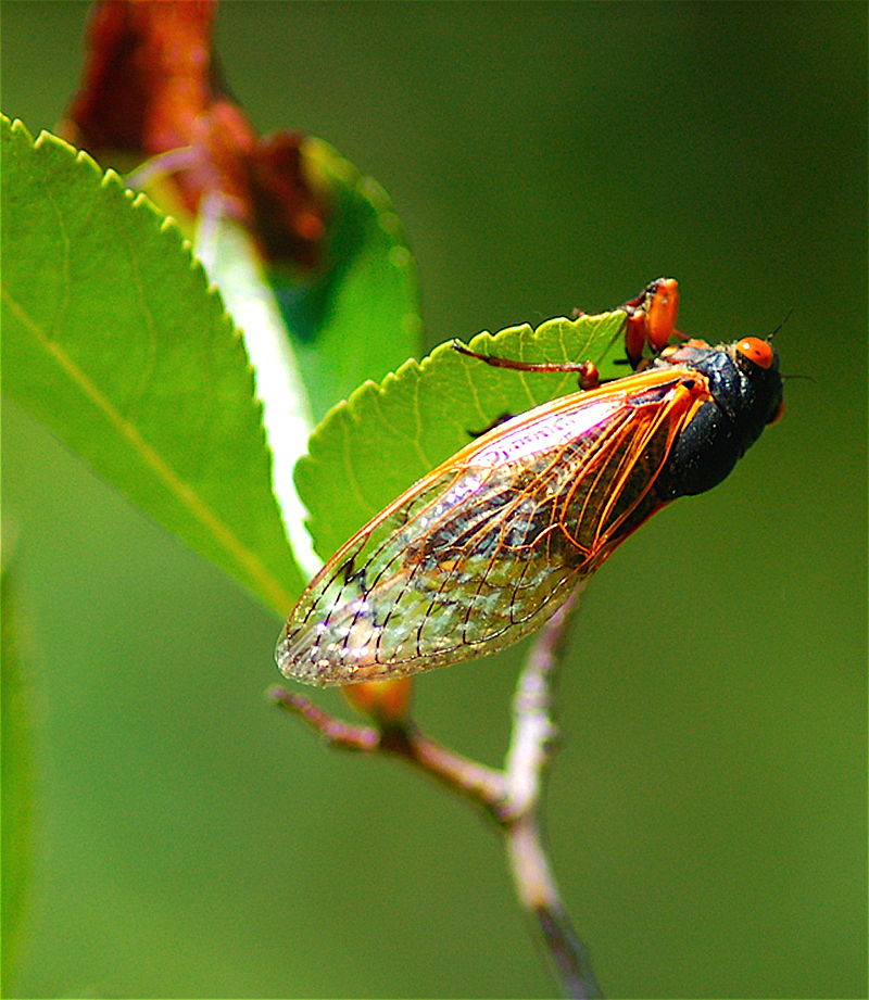 Are the Cicadas Singing? – Reflections
